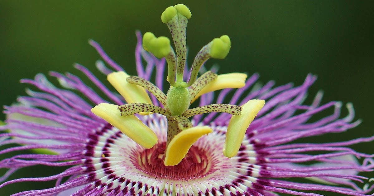 BOTANY NERD : NORTH CAROLINA PASSIFLORA SPECIES