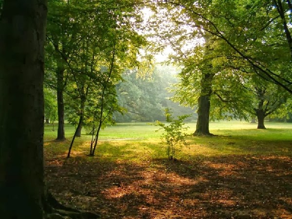 Orman Nedir? Ormancılık Kurumlarımız Nedir?