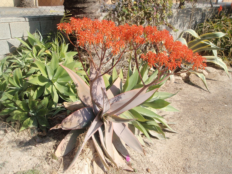 HERBARIO VIRTUAL DE BANYERES DE MARIOLA Y ALICANTE: Aloe striata - Aloe ...