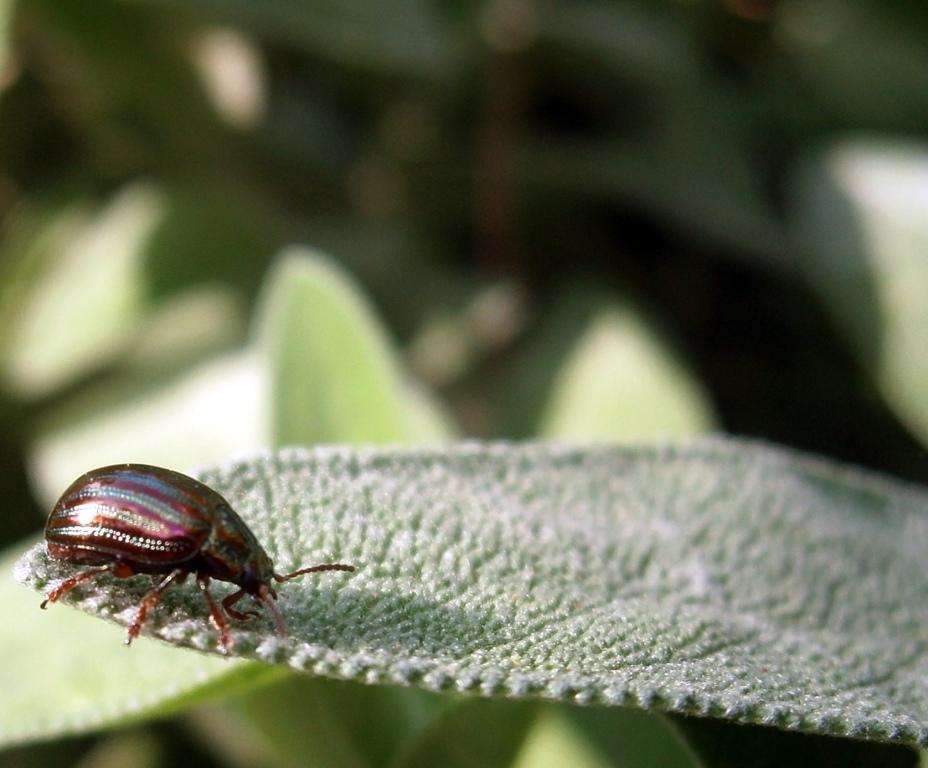 Taxonomia Comunidad Valenciana: Phylum Arthropoda Clase Insecta