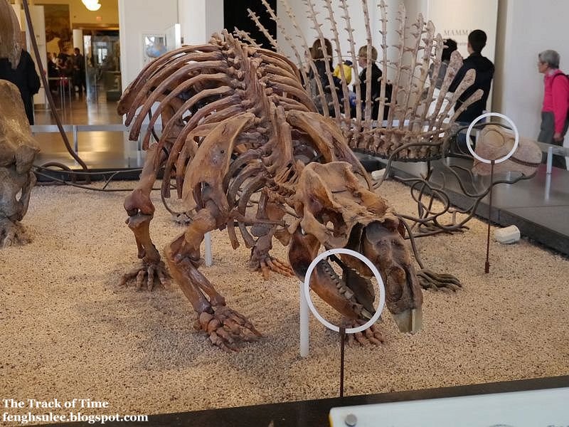 American Museum of Natural History - Primitive Mammals | The Track of Time