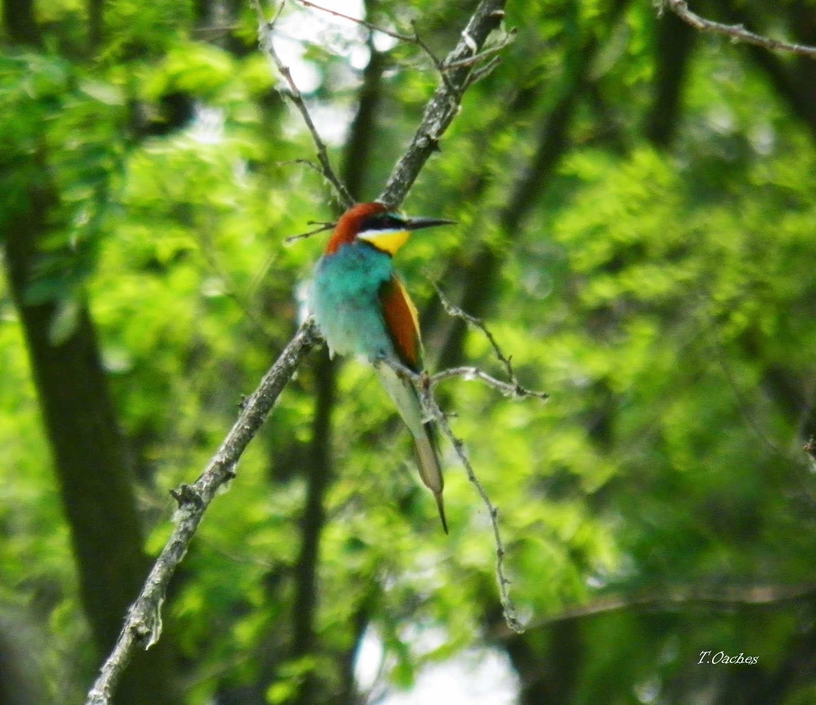 PASARI DIN ROMANIA: PRIGORIE, Merops apiaster
