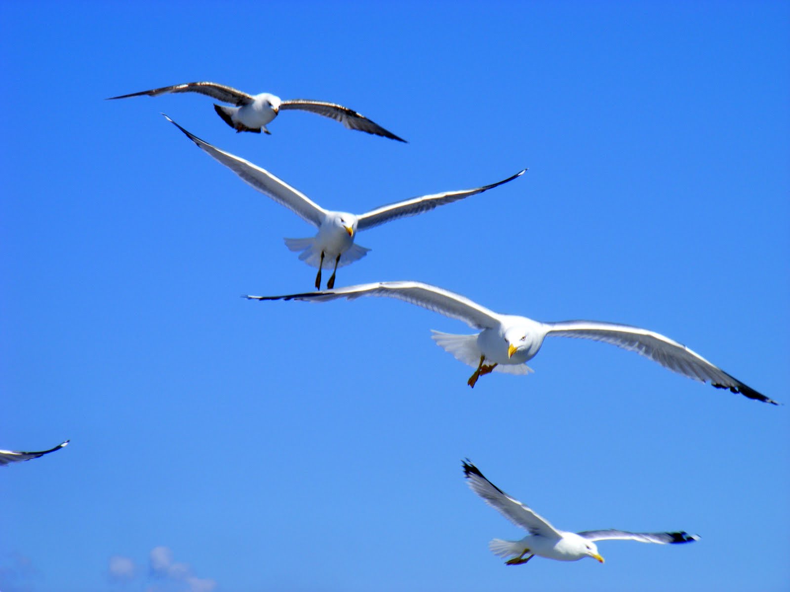 Fotografie: Pescarusi