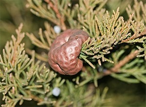 JeffCo Master Gardeners: Juniper-Hawthorn Rust by Andrew Vogt