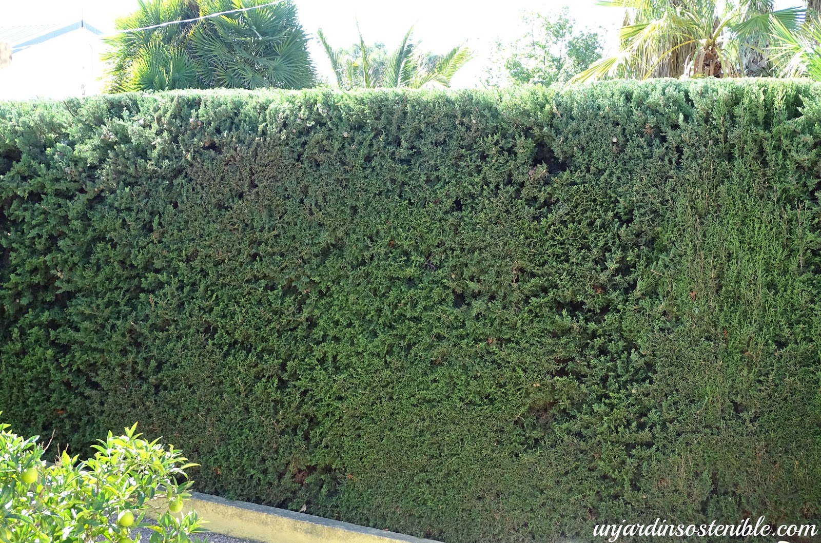 Cupressus sempervirens - Recomendaciones para efectuar seto o pantalla ...