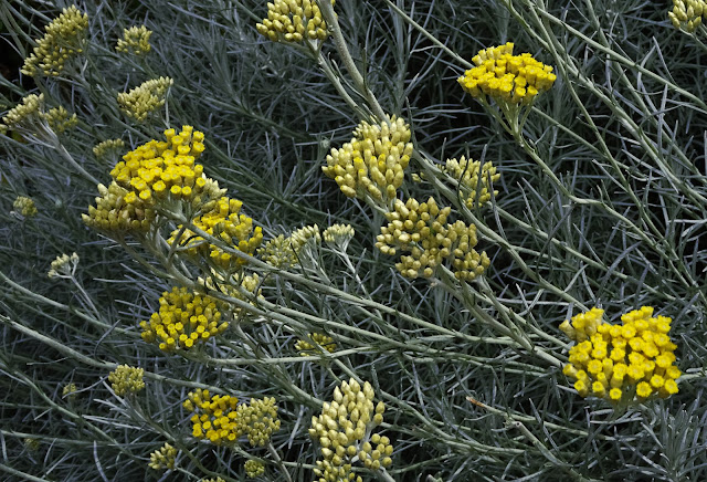 Intelliblog: ALL ABOUT THE CURRY PLANT