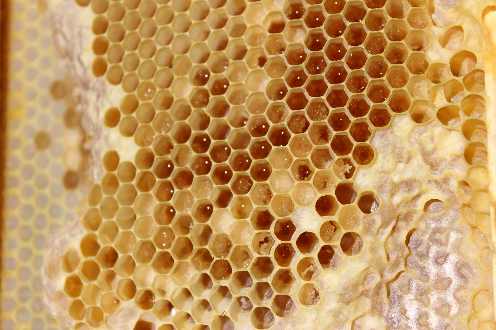 Kendal's Bees Blog: January 2013