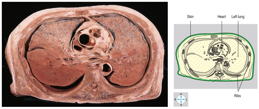 [Human Anatomy] Basic anatomical Concepts (part 1) | Free Medical Atlas