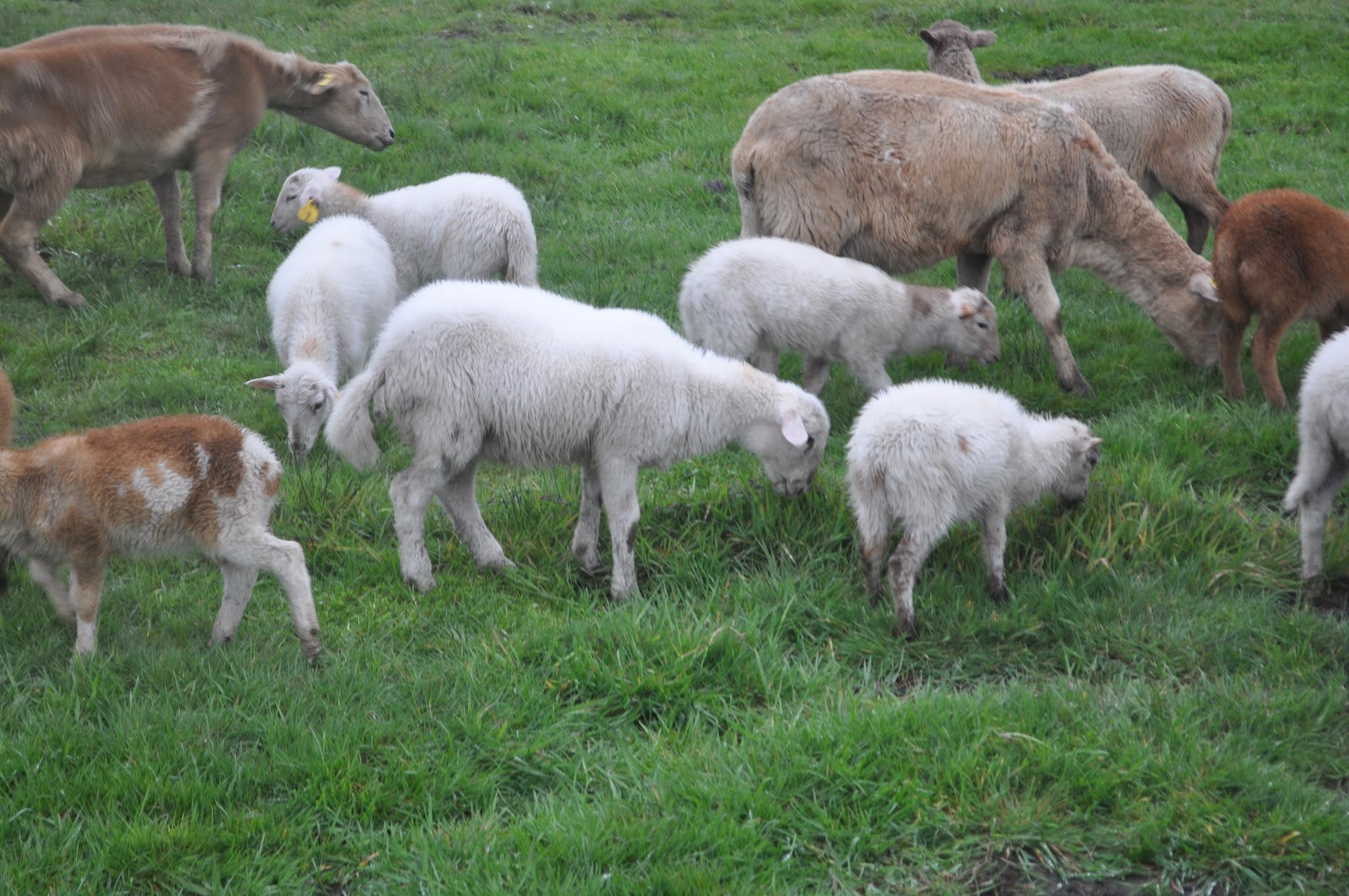 meat: Eagles and sheep