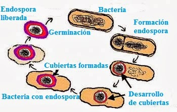 Ciclo de la endospora