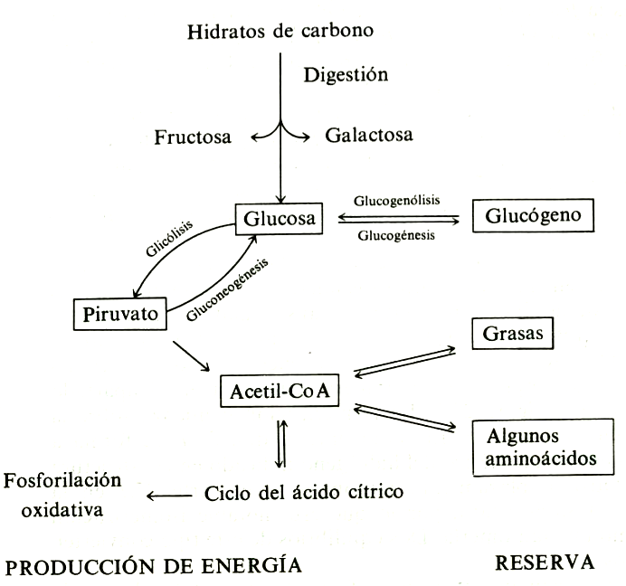 Bacterias Actuaciencia: Aldolasa, la fructosemia y la importancia de ...