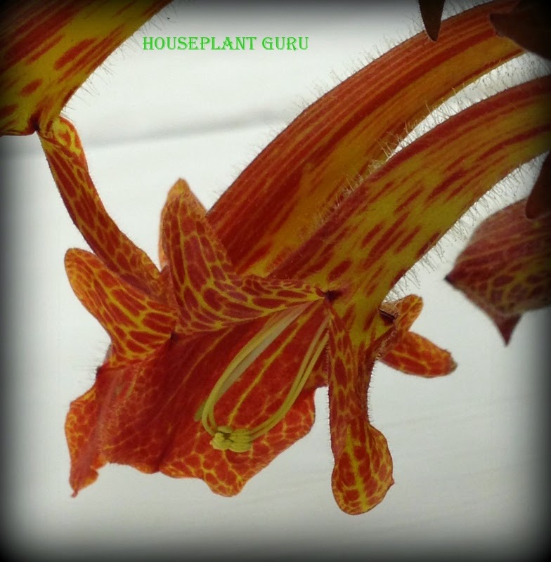 Houseplant Guru: Dancing Dolphins