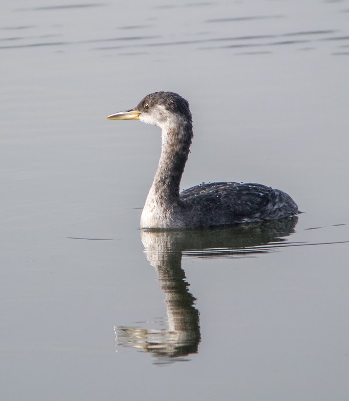 Len's Lens - Confessions of a digiscoper: Red-necked Grebe - Podiceps ...