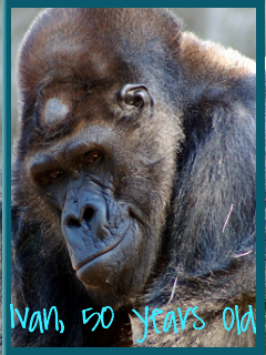 Inside this Book:: New Design and The One & Only Ivan