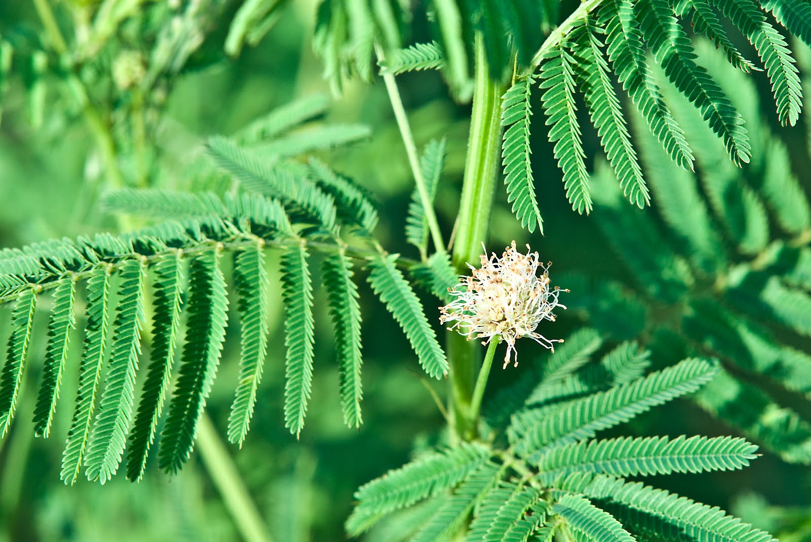 Indiana Plant A Day: Illinois Bundleflower