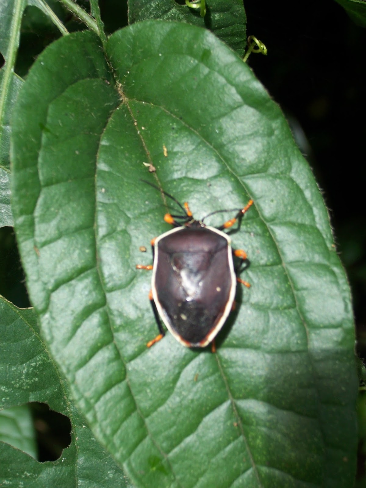 Parque Ambiental Municipal Rio Loro: FOTOS