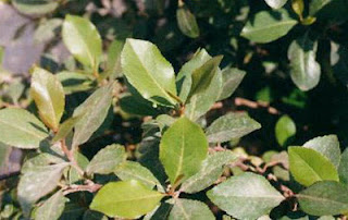 Gizi dan Kuliner by Budi: Jangan Musnahkan Daun Khat (Ghat) - Bisa Jadi ...