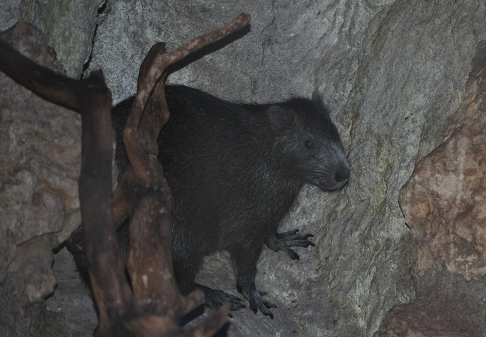 ZOOTOGRAFIANDO (6.100 ANIMALS): JUTIA CONGA / DESMAREST´S HUTIA ...