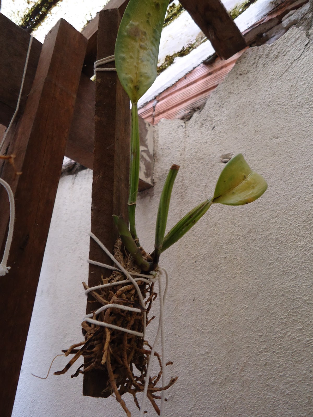 Debbie's Orchids: Orchid cuttings development