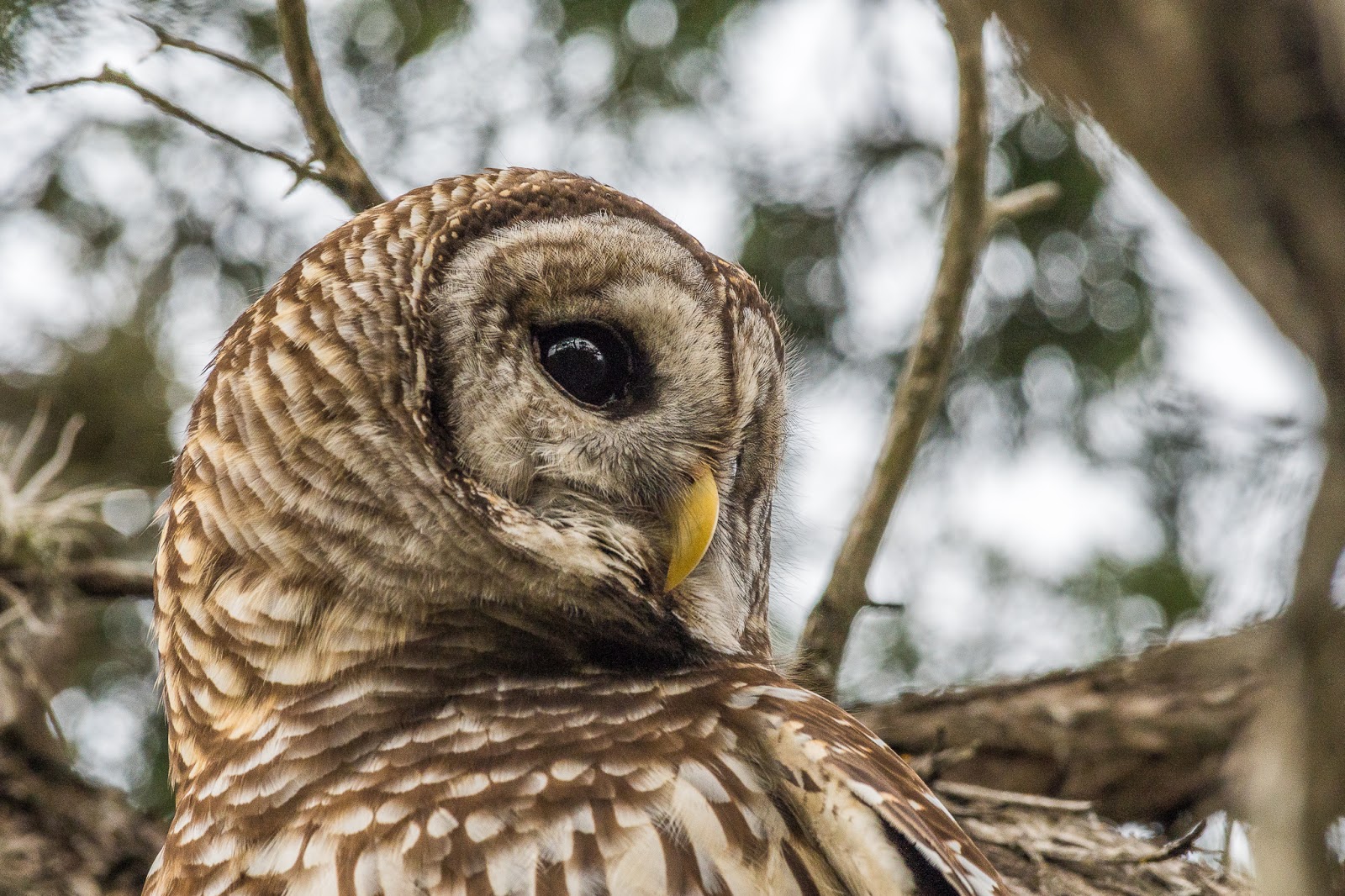 NeoVista Birds and Wildlife