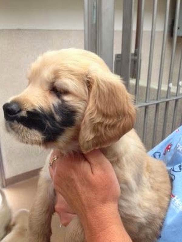 19 Unusual Dog Breeds And Markings Will Make You Fall In Love. | My99Post