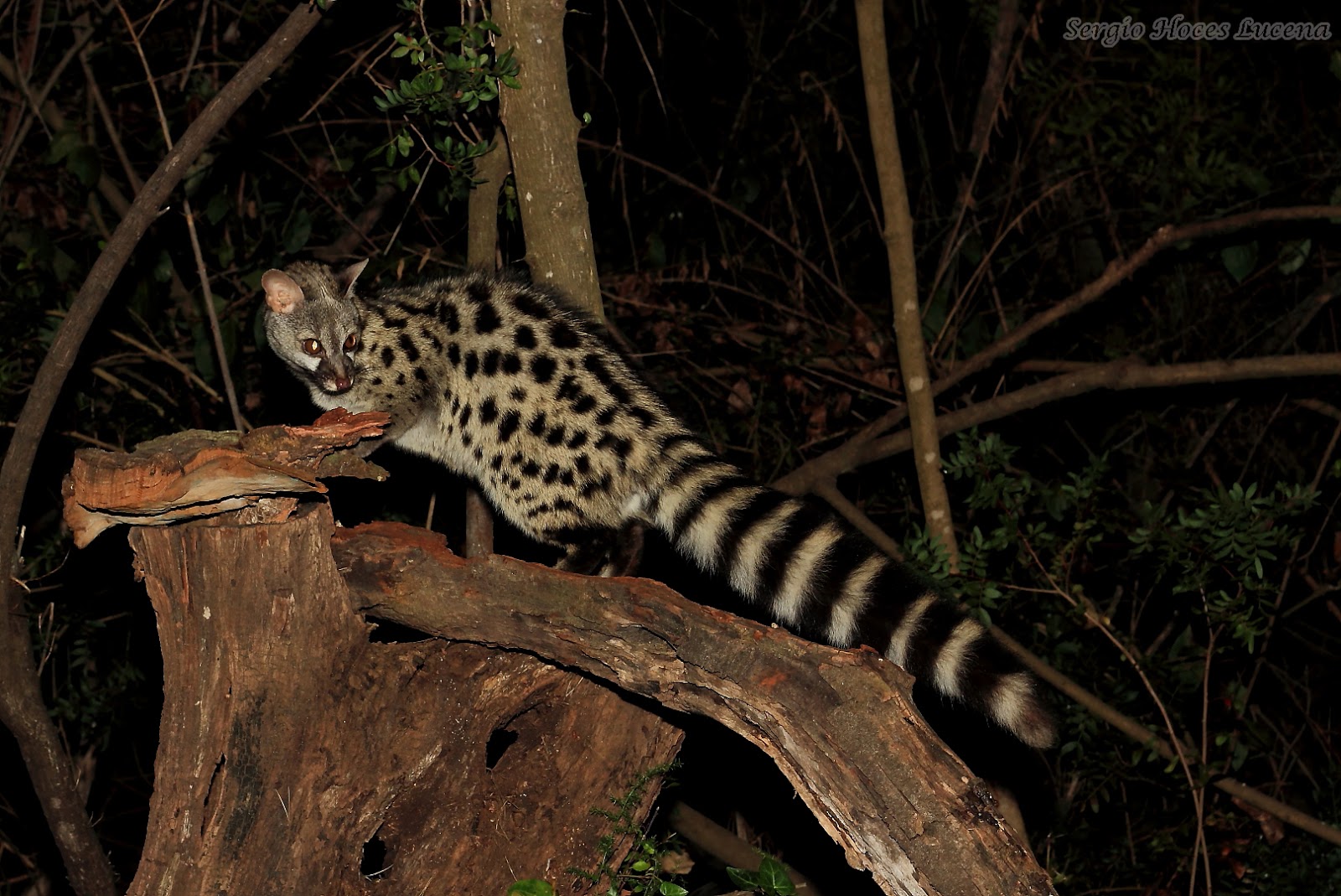 Viajes, Salidas, Naturaleza, (Fotografía).: Jineta (Genetta Genetta).
