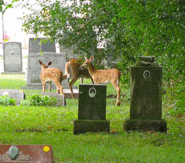 A Grave Interest: Cemeteries Worth the Visit - Waldheim Jewish Cemetery ...