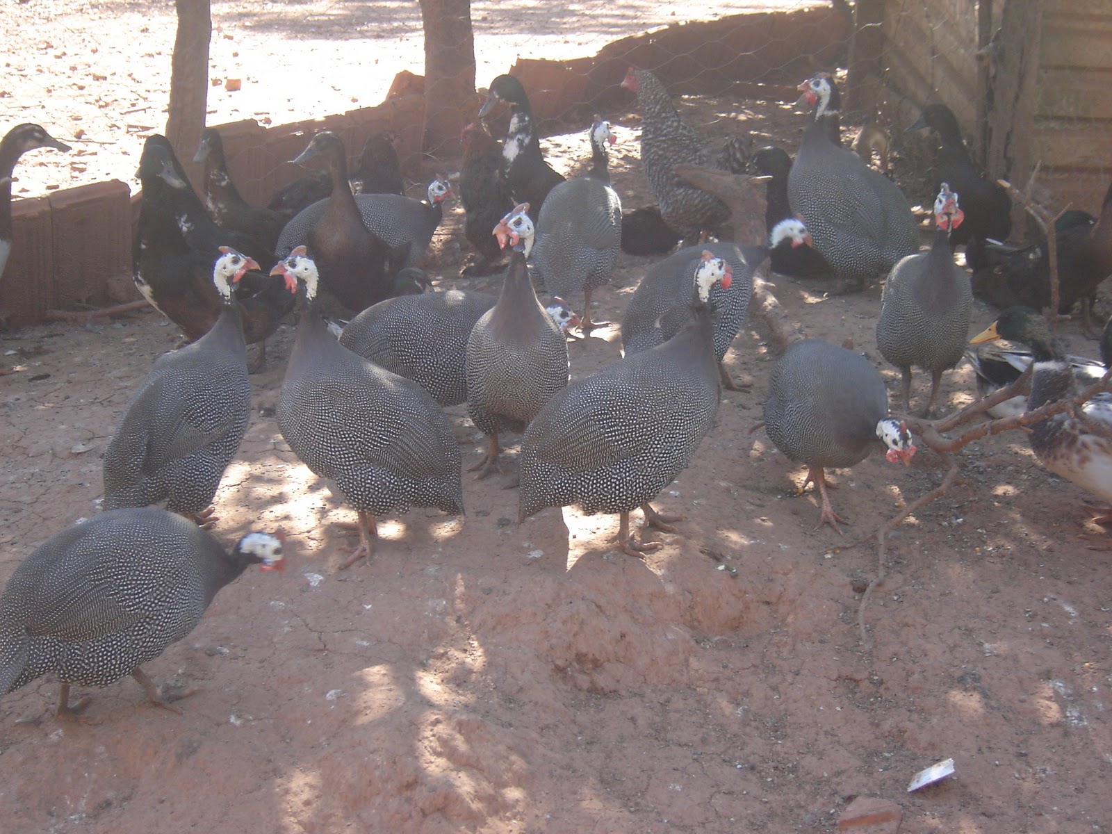 GALINHA D'ANGOLA OU CAPÓTE - JJS PAISAGISMO & AGROPECUARIA