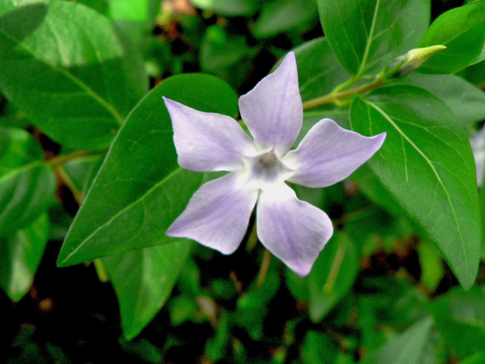 Desde Alájar: Hierba doncella