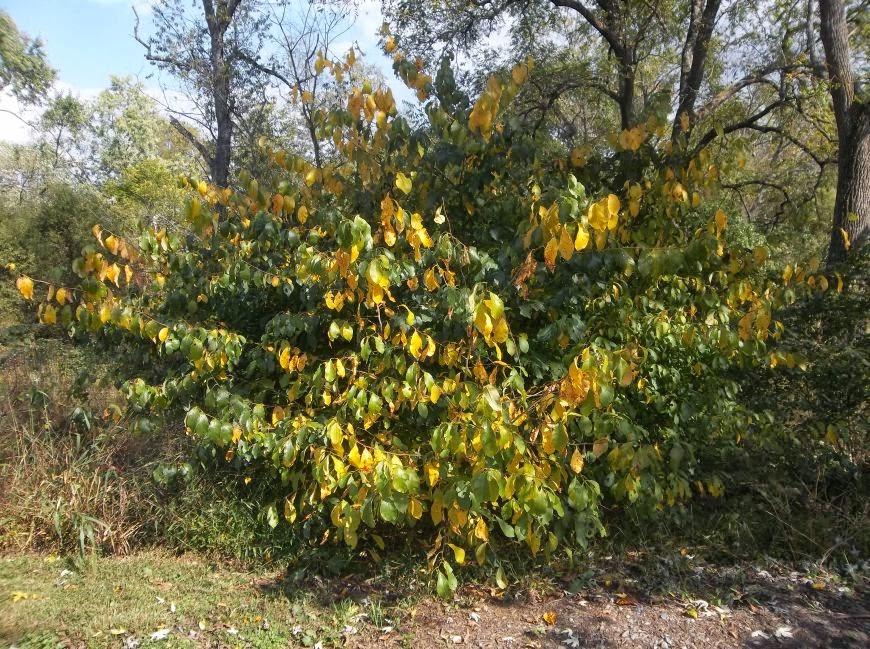 Future Plants by Randy Stewart: Spicebushes - The Lindera's