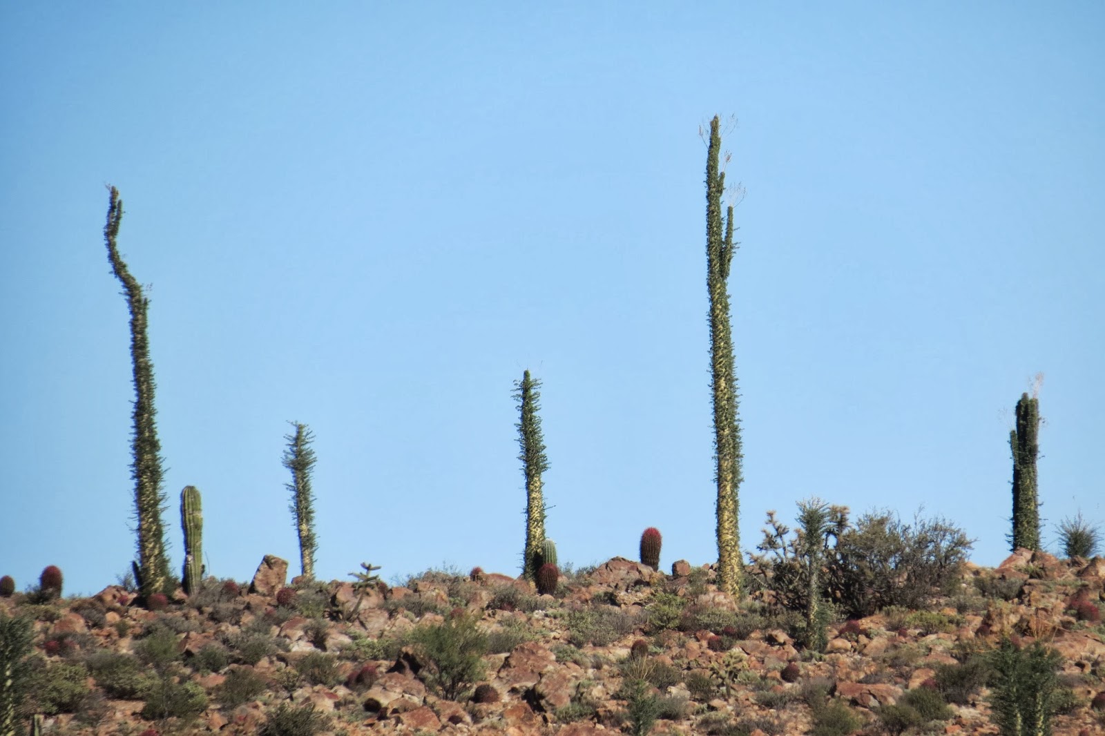 Where's Liz? 2014: Land of the Boojum Trees