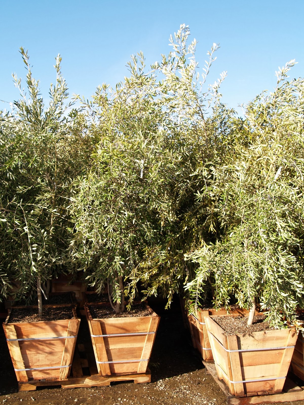 Western Tree Nursery Wholesale Only - California: Oil Producing Olives