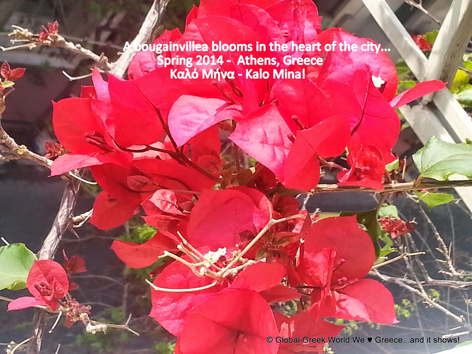 Global Greek World: Photo of the Day: Springtime in Athens. Καλό Μήνα ...