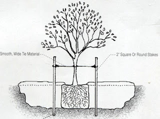 Xtremehorticulture of the Desert: Best Time to Plant Trees and Shrubs ...