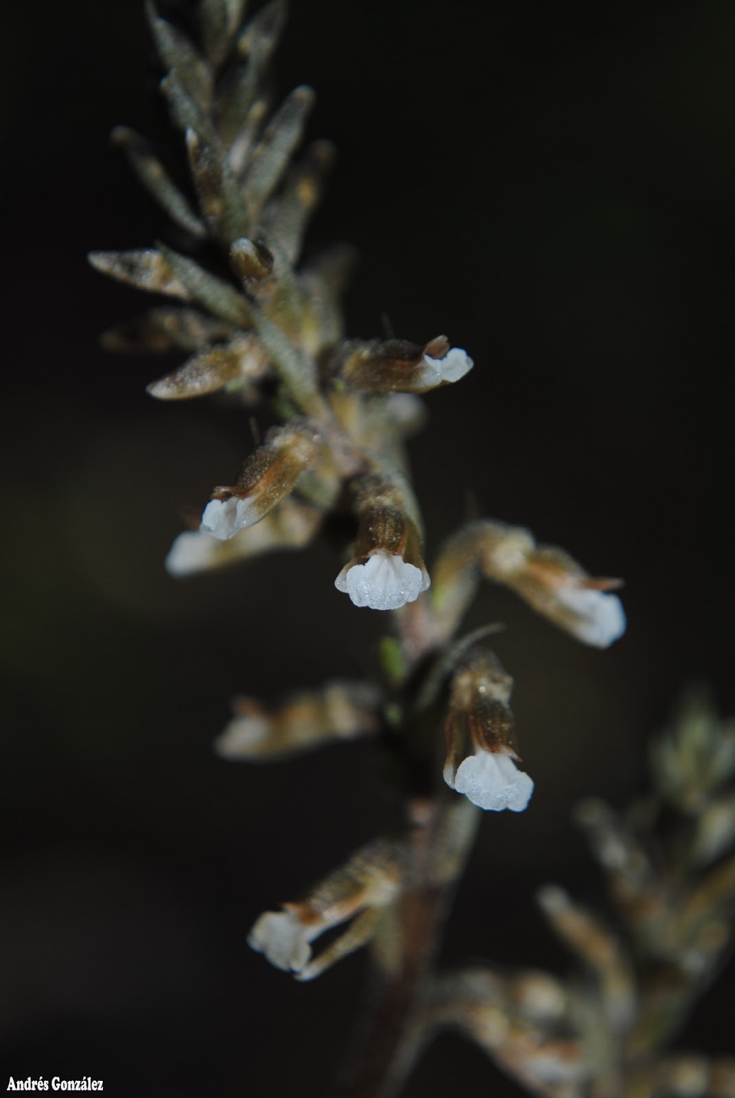 FOTOS DE FLORA NATIVA Y ADVENTICIAS DE URUGUAY : Cyclopogon elatus ...