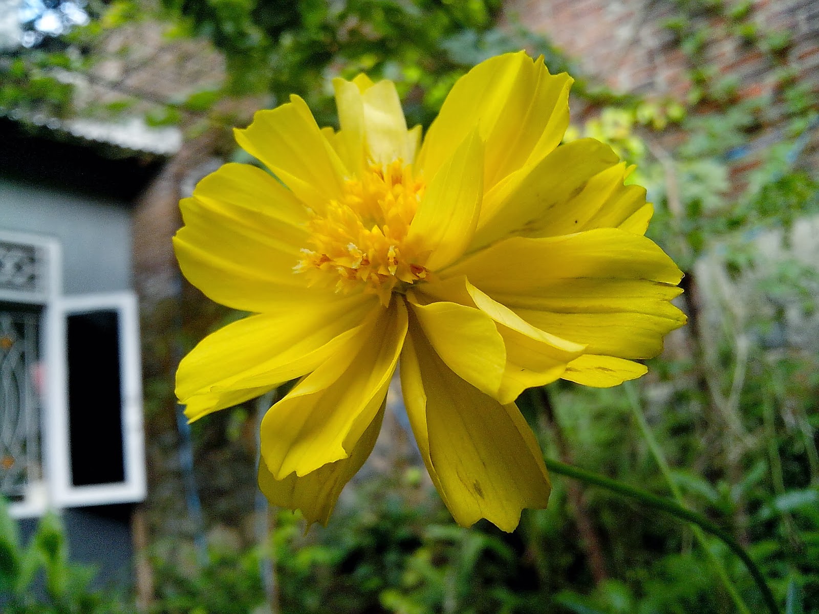 Endah Murniyati's Journey: KENIKIR KUNING - YELLOW COSMOS