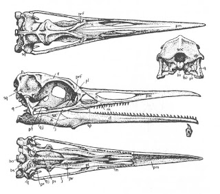Extinct Animal of the Week: Hesperornis Biology