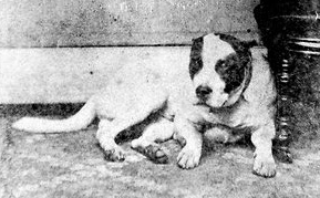 Famous Dogs in History: Harvey: Civil War's Barking Dog