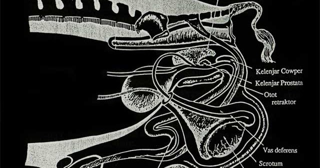 Sistem Reproduksi pada Babi