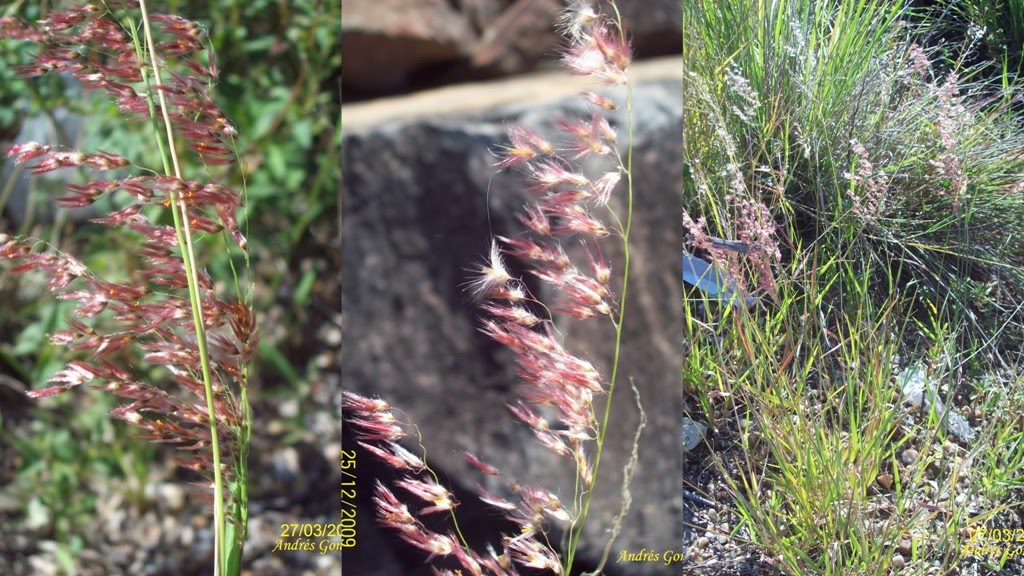 FOTOS DE FLORA NATIVA Y ADVENTICIAS DE URUGUAY : Melinis repens. Poaceae