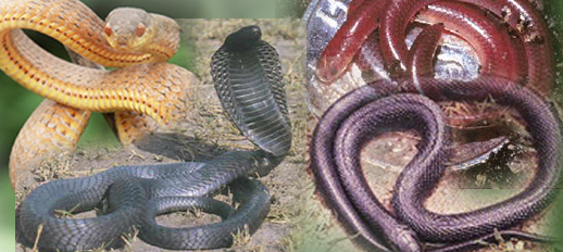 Funny, weird and interesting: World’s weirdest snakes