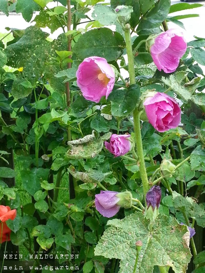 © Mein Waldgarten: Weisse und zweifarbige Stockrosen + gefingerte Blätter
