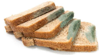 Ch.1 Nutrition in plants