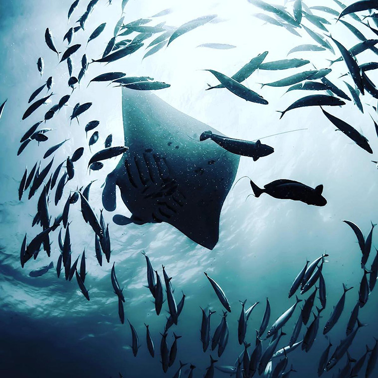 Amazing Shot of Two Sharks Caught Inside a Glassy Wave By Australian ...