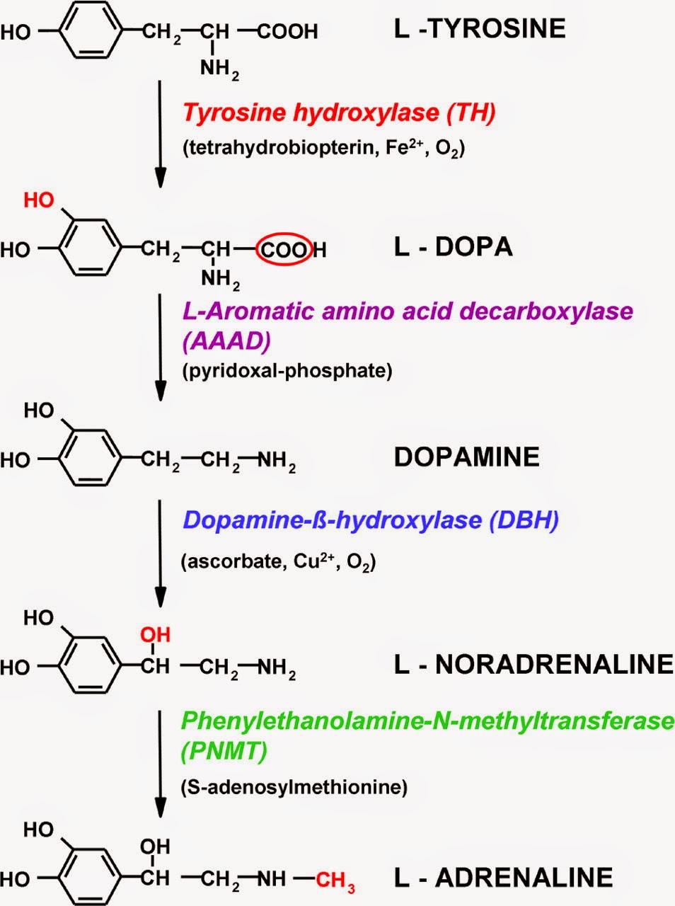 SCIENCE of DRUGS: Norepinephrine aka Noradrenaline