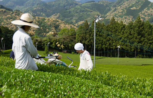 6 advanced agricultural technology from Japan - DTECH