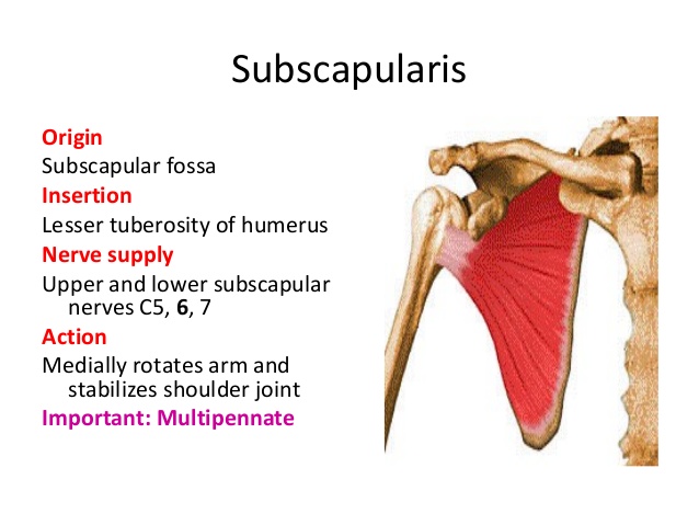 肩胛下肌(subscapularis muscle) | 職能治療陪你居家復健