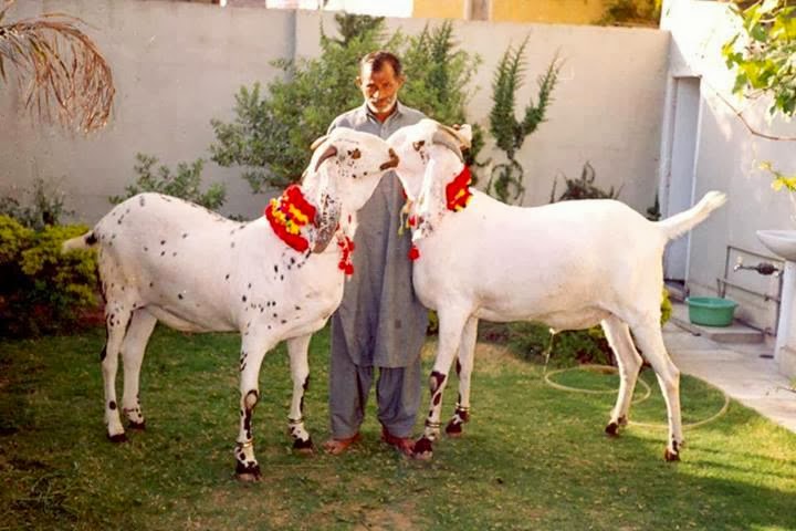 Download Free Photos, Wallpapers: Bakra Picture 2013 Free Download