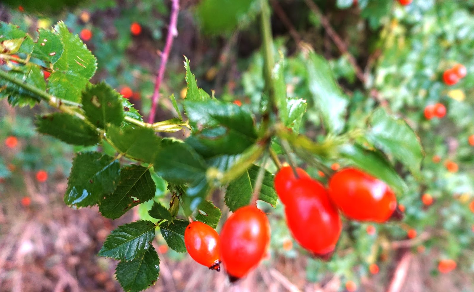 Plantas de Huerta Otea, Salamanca: Escaramujo, rosa silvestre (Rosa canina)