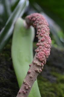 There's a Dragon in my Art Room: Chihuly at the NY Botanical Garden